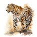 Watercolor Leopard Clipart Set of 4 - Commercial Use PNG Digital ...