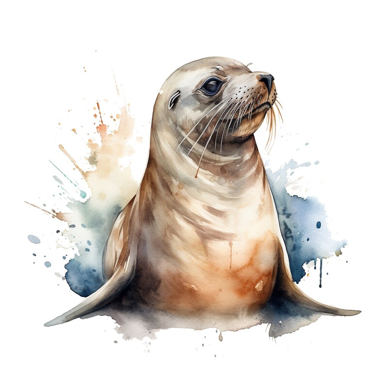 Watercolor Clipart Seal Digital Downloads Seal Clipart Sea - Etsy