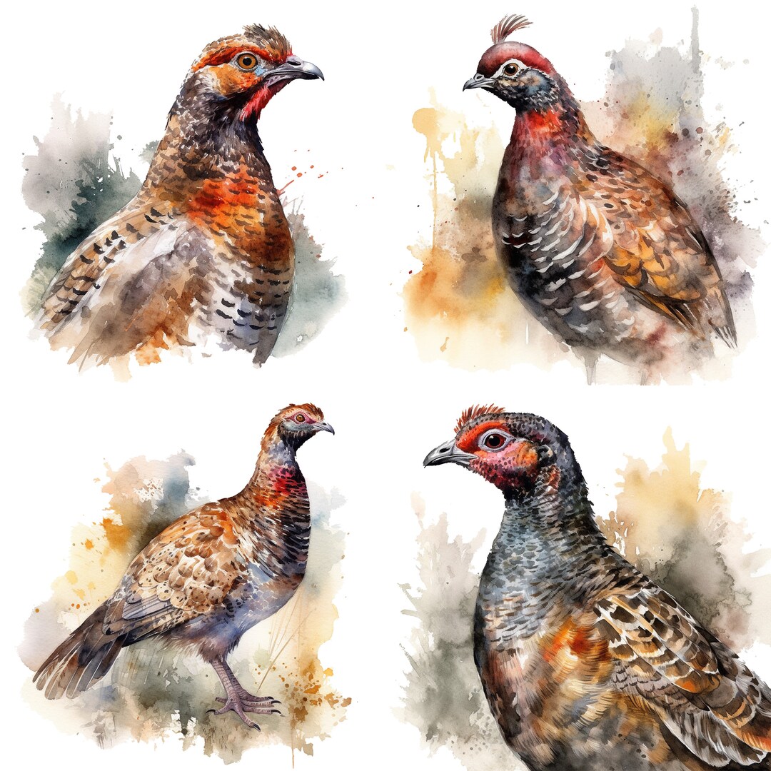 Grouse Clipart - Watercolor Clipart Pngs - Set of 4 Digital Download ...