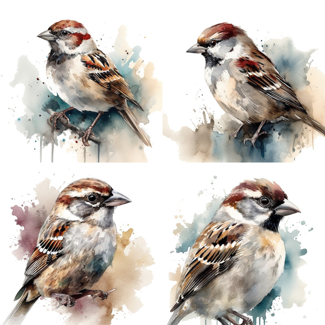Sparrow Clipart - Watercolor Clipart High Quality Pngs - Set of 4 Water ...