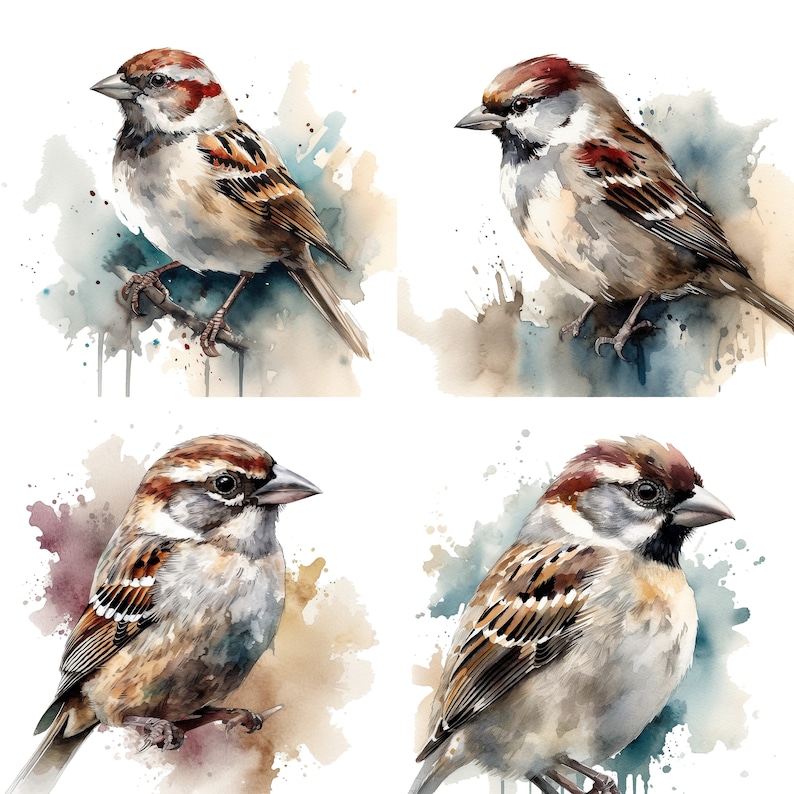 Sparrow Clipart - Watercolor Clipart High Quality Pngs - Set of 4 Water ...