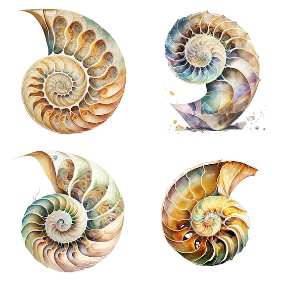 Nautilus Shell Clip Art
