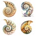 Set of 4 Colorful Nautilus Shell Watercolor Clip Art Prints - Perfect ...