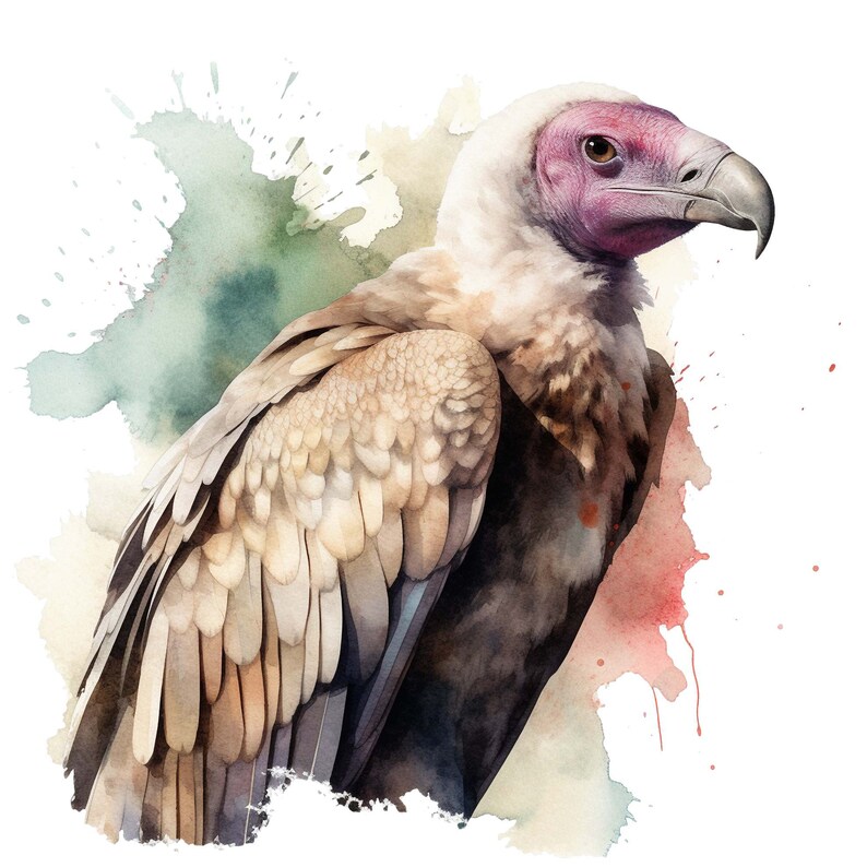 Vulture Clipart Watercolor Clipart Set of 4 High Quality - Etsy