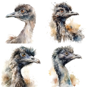 Emu Clipart - Watercolor Clipart High Quality Pngs - Set of 4 ...