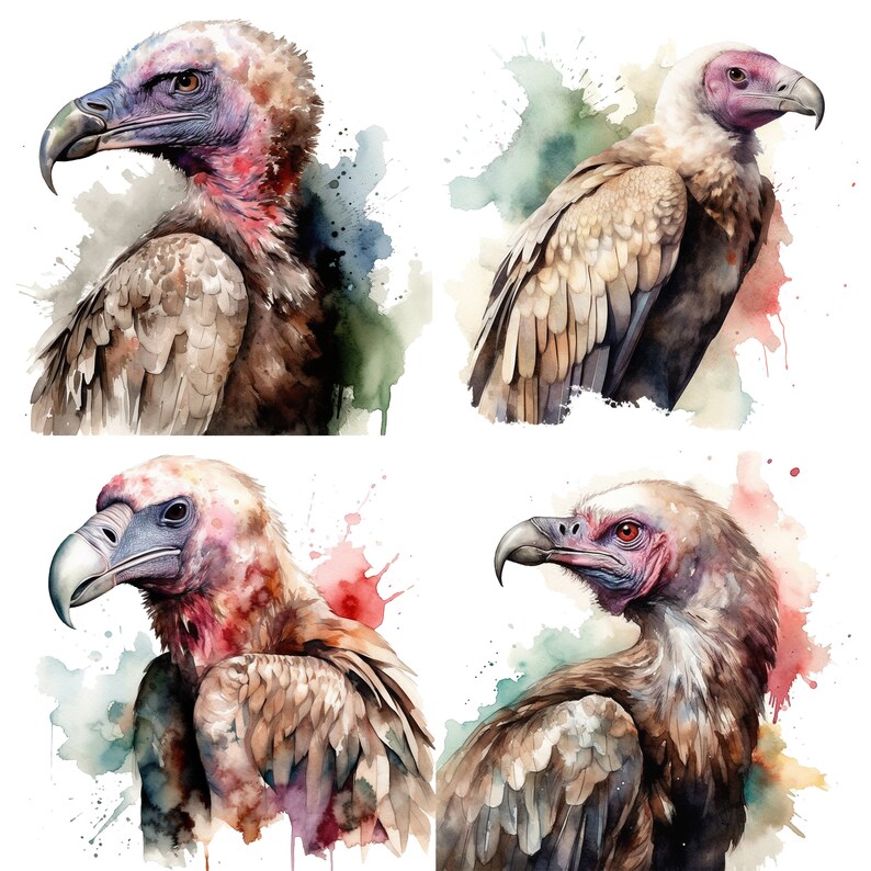 Vulture Clipart - Watercolor Clipart Set of 4 High Quality Pngs ...