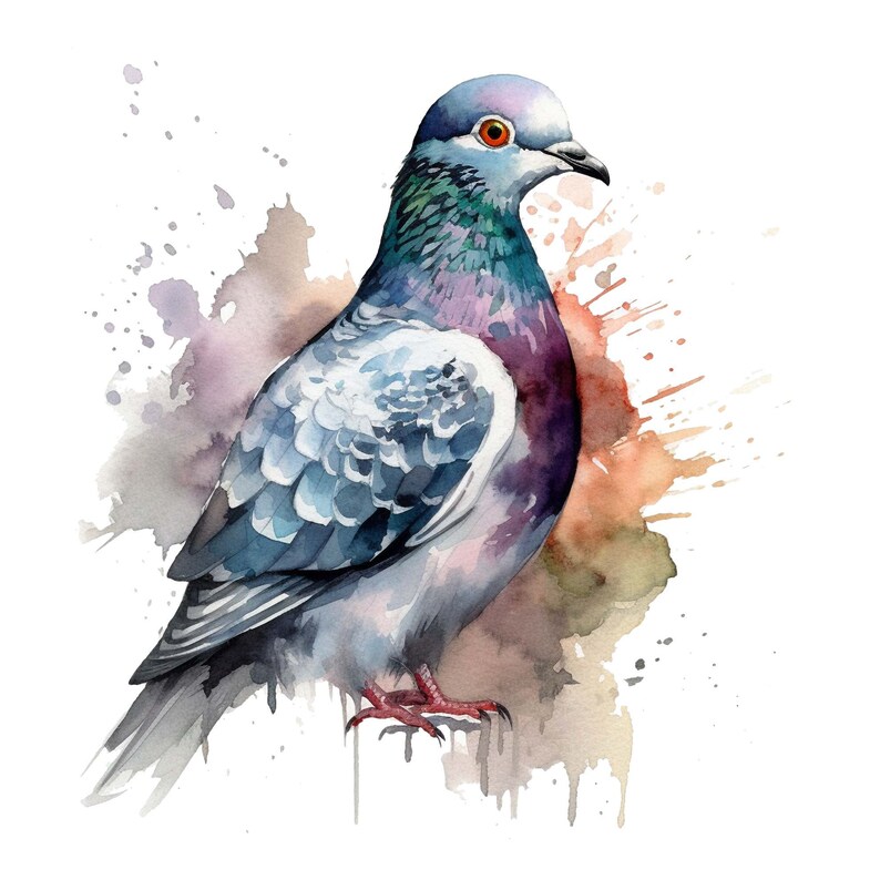 Pigeon Clipart Watercolor Clipart Set of 4 High Quality Pngs - Etsy