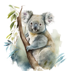 Watercolor Koala Clipart Set of 4 - Commercial Use PNG Downloads for ...