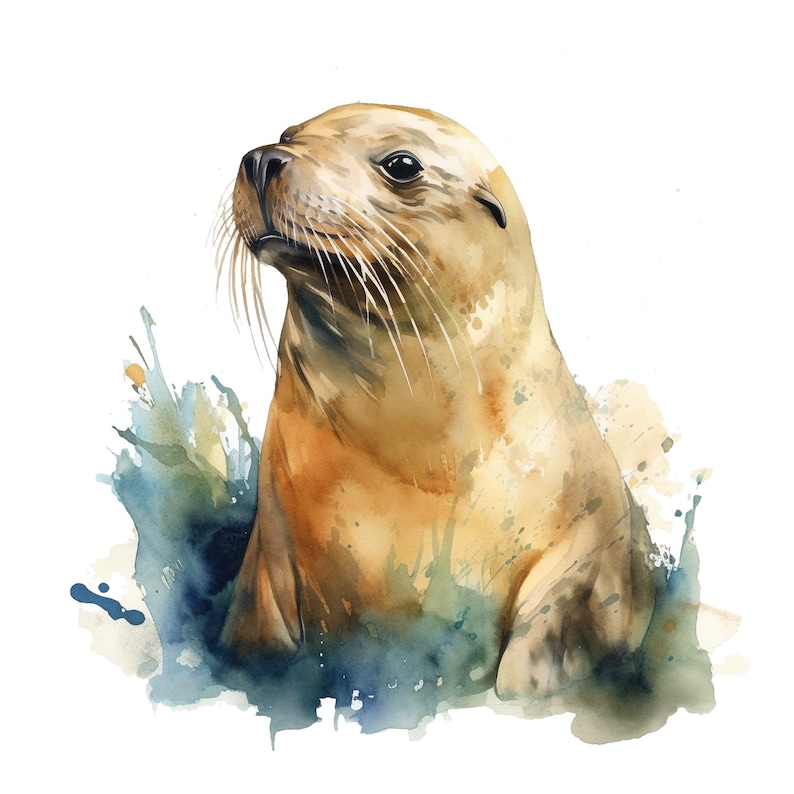 Watercolor Clipart Seal Digital Downloads Seal Clipart Sea - Etsy