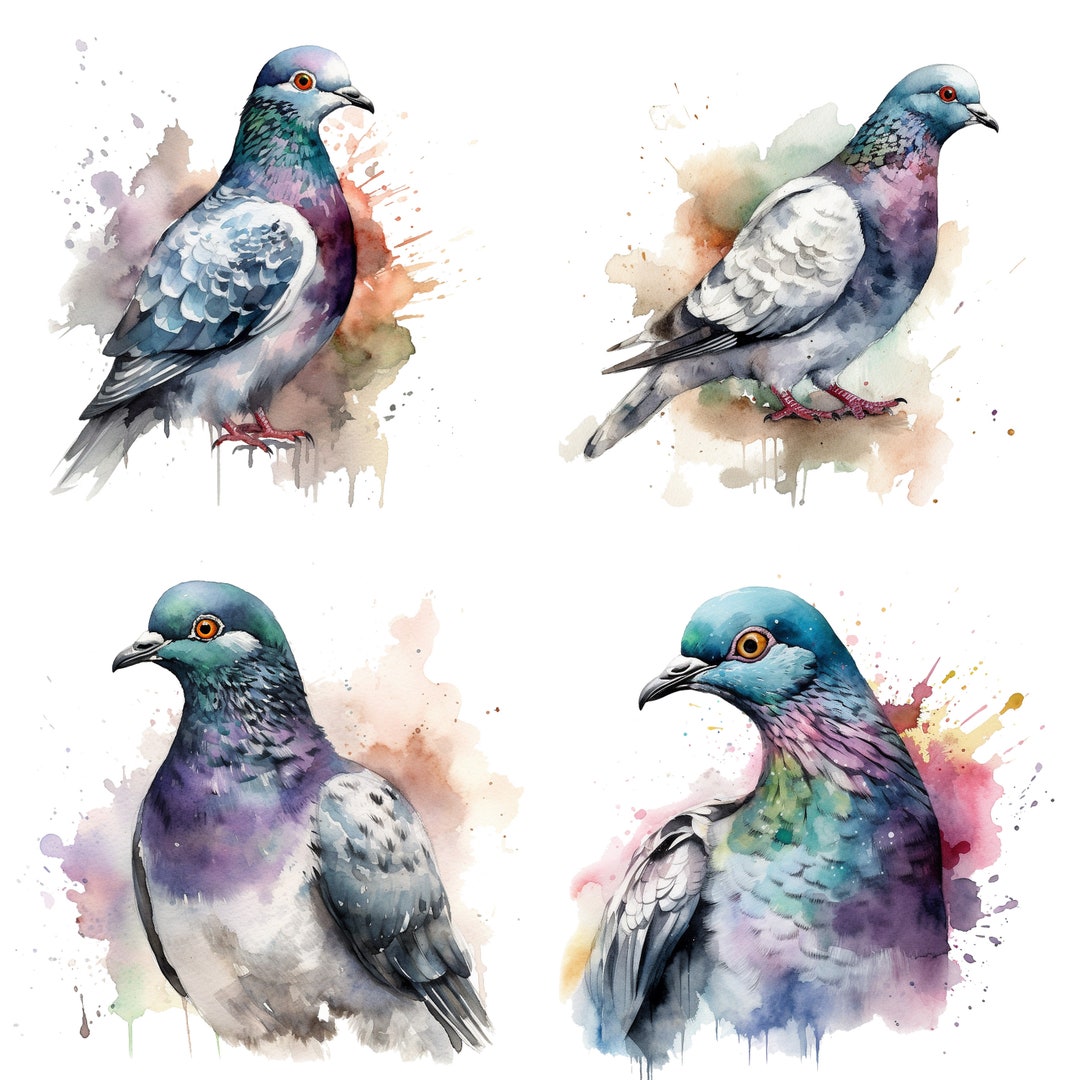 Pigeon Clipart - Watercolor Clipart Set of 4 High Quality Pngs ...