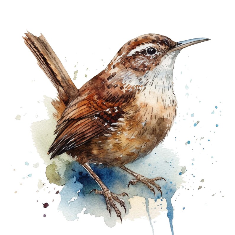 Watercolor Wren Clipart - 4 High Quality Jpgs - Perfect for Digital ...