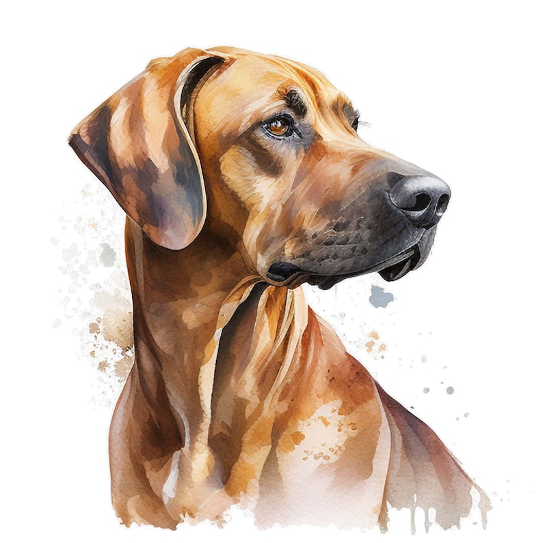 Watercolor Rhodesian Ridgeback Portrait Clipart PNG Digital - Etsy