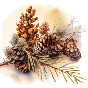 Watercolor Pine Cones Clipart Set of 4 | Hand Painted Pine Cones ...