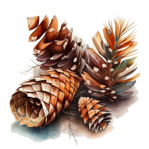 Watercolor Pine Cones Clipart Set of 4 | Hand Painted Pine Cones ...