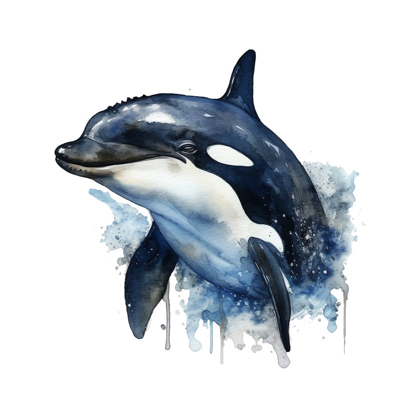 Orca Whale Watercolor Clipart Set of 4 PNG Digital Downloads - Etsy