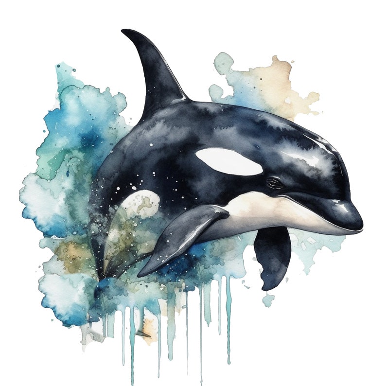 Orca Whale Watercolor Clipart Set of 4 PNG Digital Downloads - Etsy