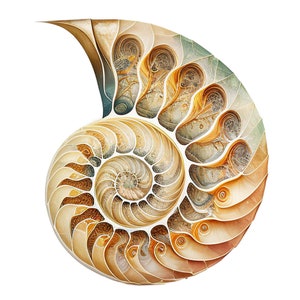 Set of 4 Colorful Nautilus Shell Watercolor Clip Art Prints - Perfect ...