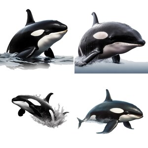 Orca Whale Clipart Set of 4 Orca PNG Digital Downloads Orca Stickers ...