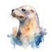 Watercolor Clipart Seal Digital Downloads Seal Clipart Sea - Etsy