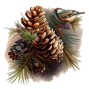 Watercolor Pine Cones Clipart Set of 4 | Hand Painted Pine Cones ...