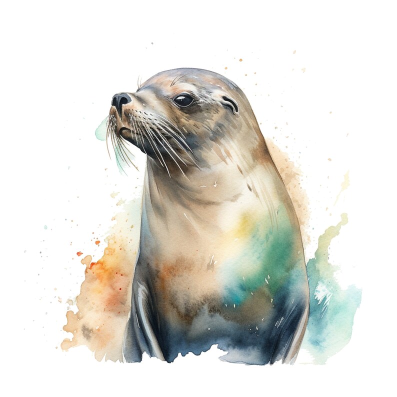 Watercolor Clipart Seal Digital Downloads Seal Clipart Sea - Etsy