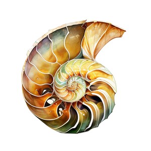 Set of 4 Colorful Nautilus Shell Watercolor Clip Art Prints - Perfect ...
