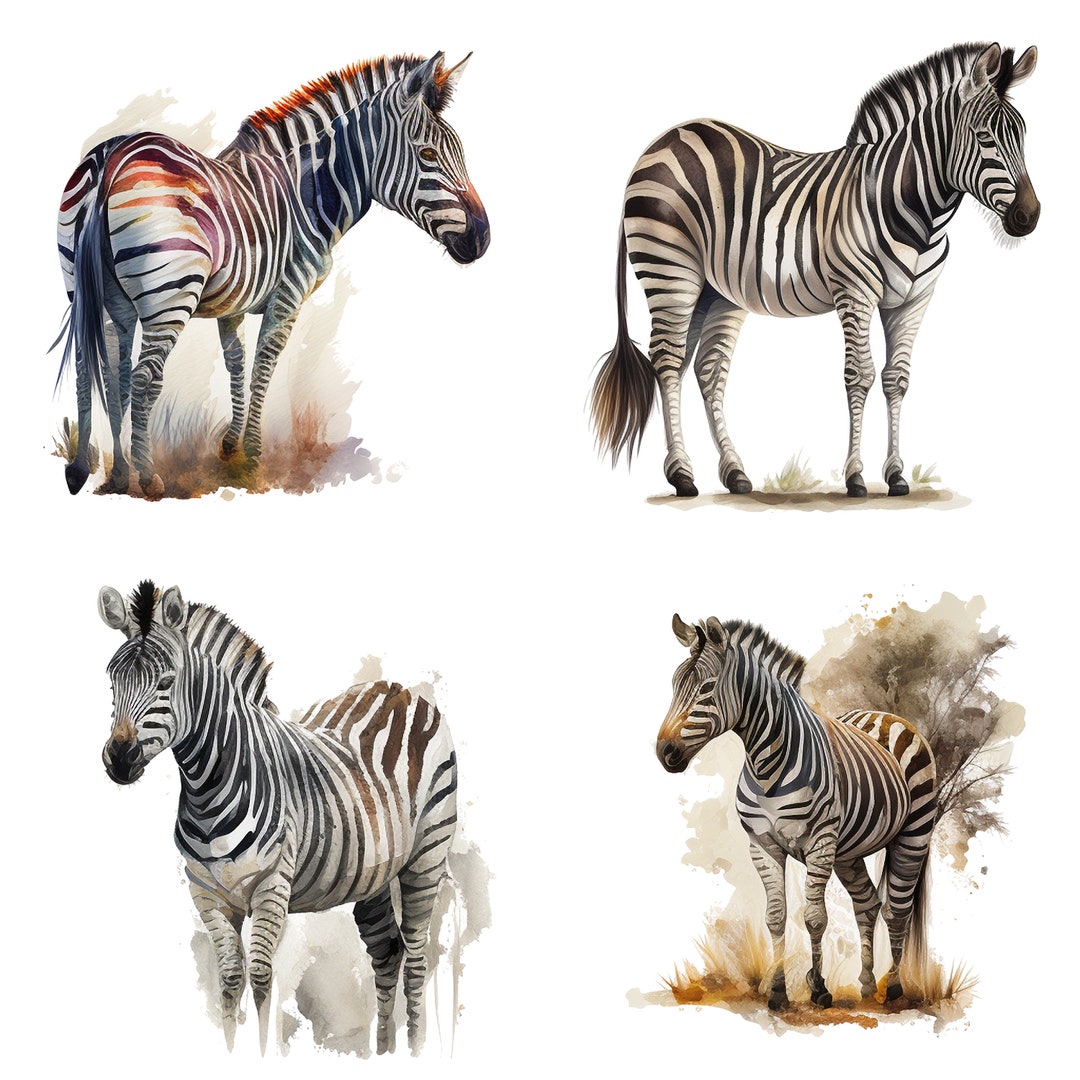 Zebra Clipart Set of 4 Watercolor Clipart Sublimation PNG Download for ...