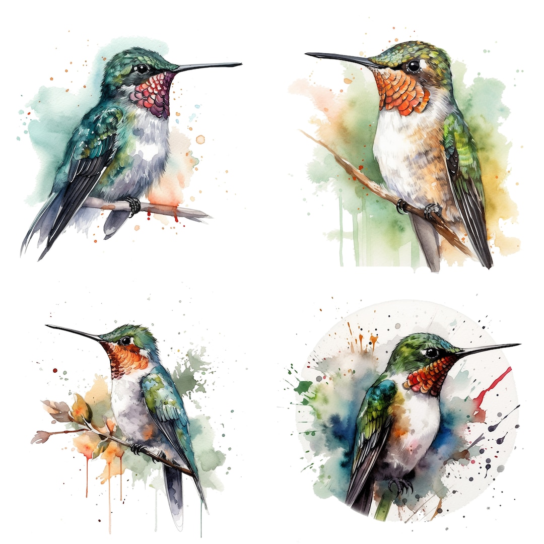 Hummingbird Clipart - Watercolor Clipart High Quality Pngs - Set of 4 ...