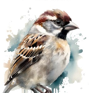 Sparrow Clipart - Watercolor Clipart High Quality Pngs - Set of 4 Water ...