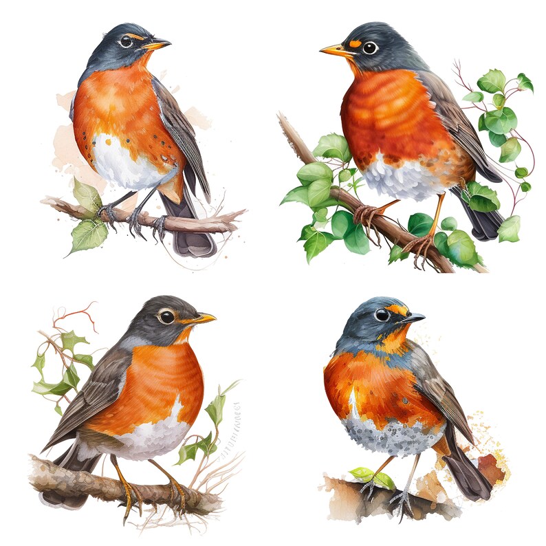 Set of 4 Watercolor Robin Clipart for Apparel and Decor - Etsy