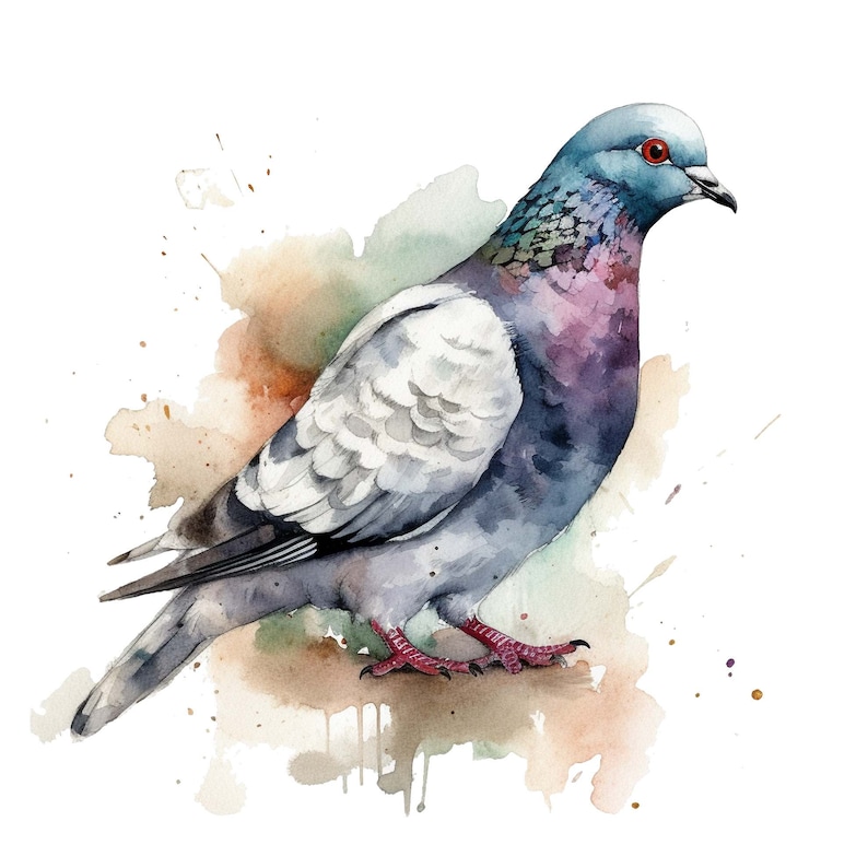 Pigeon Clipart Watercolor Clipart Set of 4 High Quality Pngs - Etsy