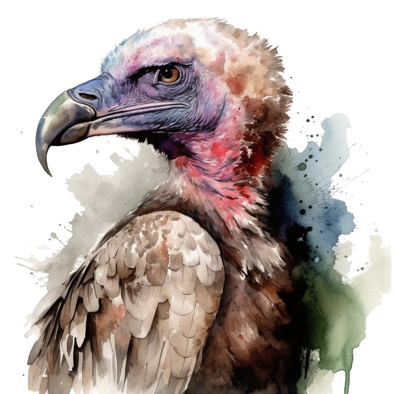 Vulture Clipart Watercolor Clipart Set of 4 High Quality - Etsy
