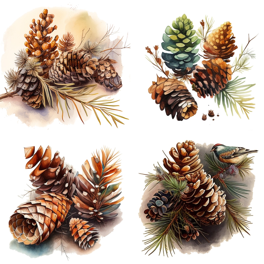 Watercolor Pine Cones Clipart Set of 4 | Hand Painted Pine Cones ...