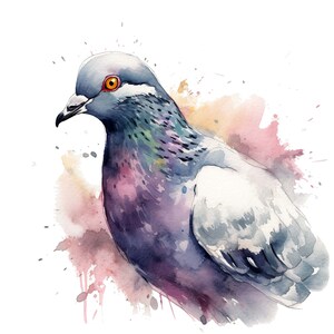 Watercolor Pigeon Clipart - Set of 4 High Quality Pngs for Apparel ...