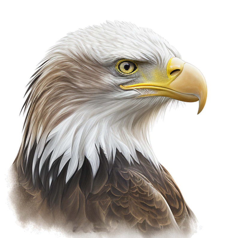 Set of 4 Watercolor Bald Eagle Portraits for Commercial Use, Digital ...