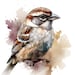 Sparrow Clipart Watercolor Clipart High Quality Pngs Set of 4 Water ...