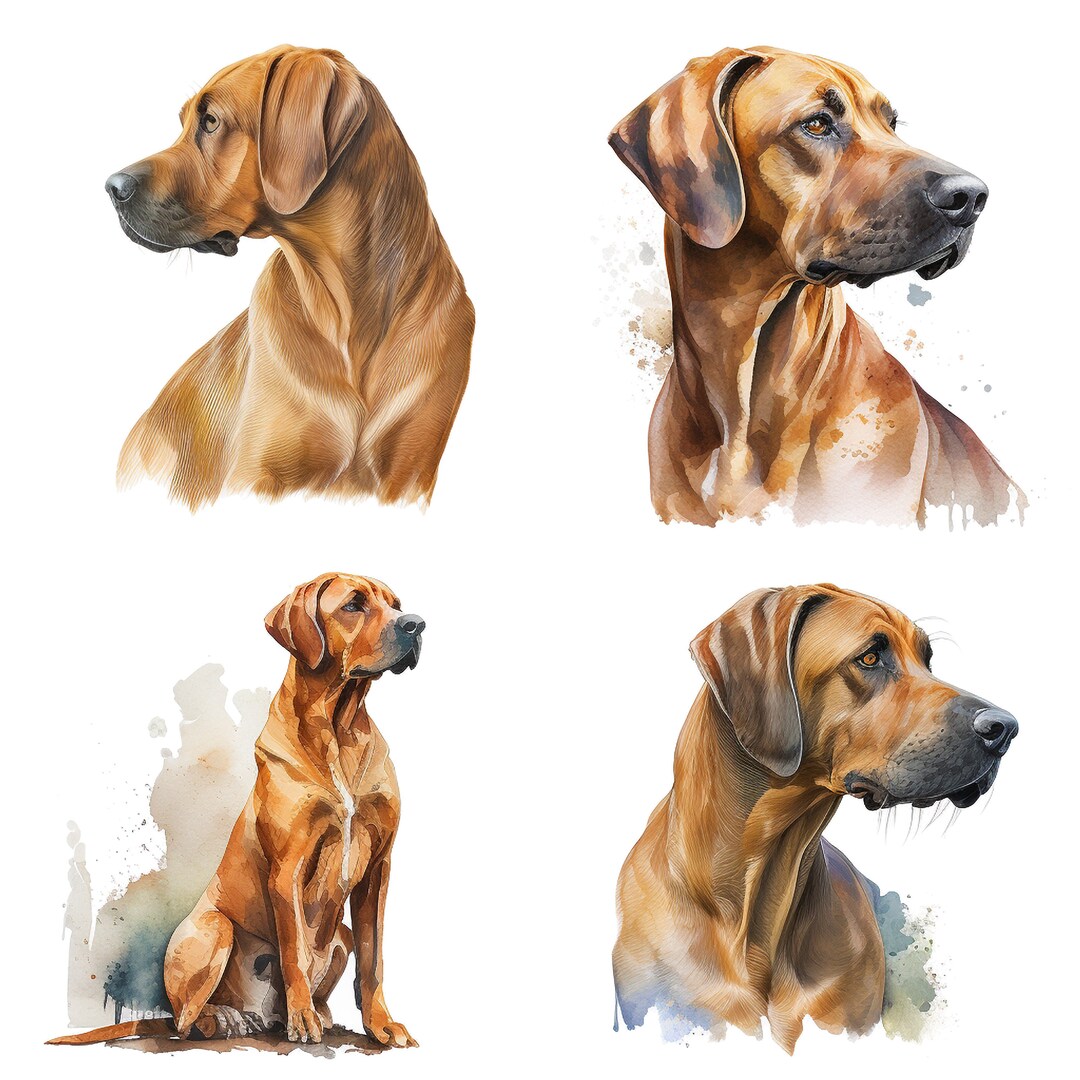 Watercolor Rhodesian Ridgeback Portrait Clipart PNG Digital Download ...