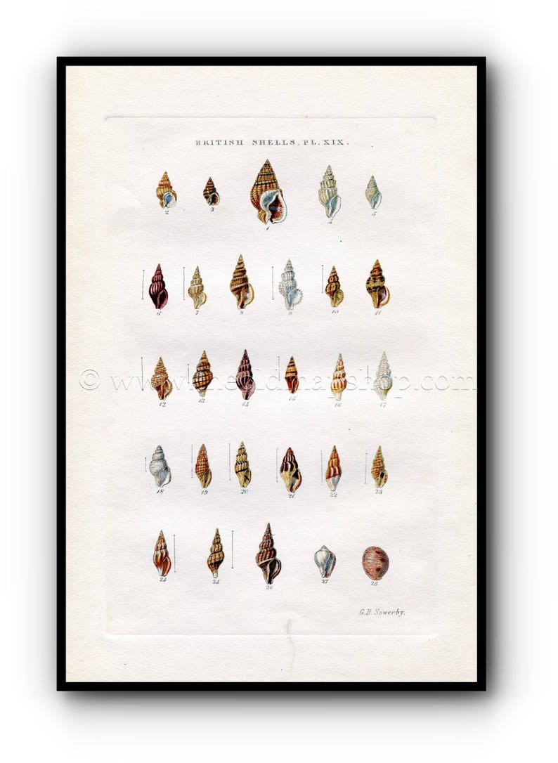 G B Sowerby Antique Shell Print, 1859 1st Edition. Hand Coloured ...