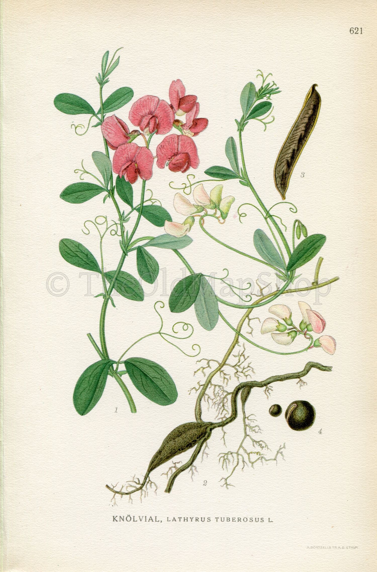 Lathyrus Tuberosus