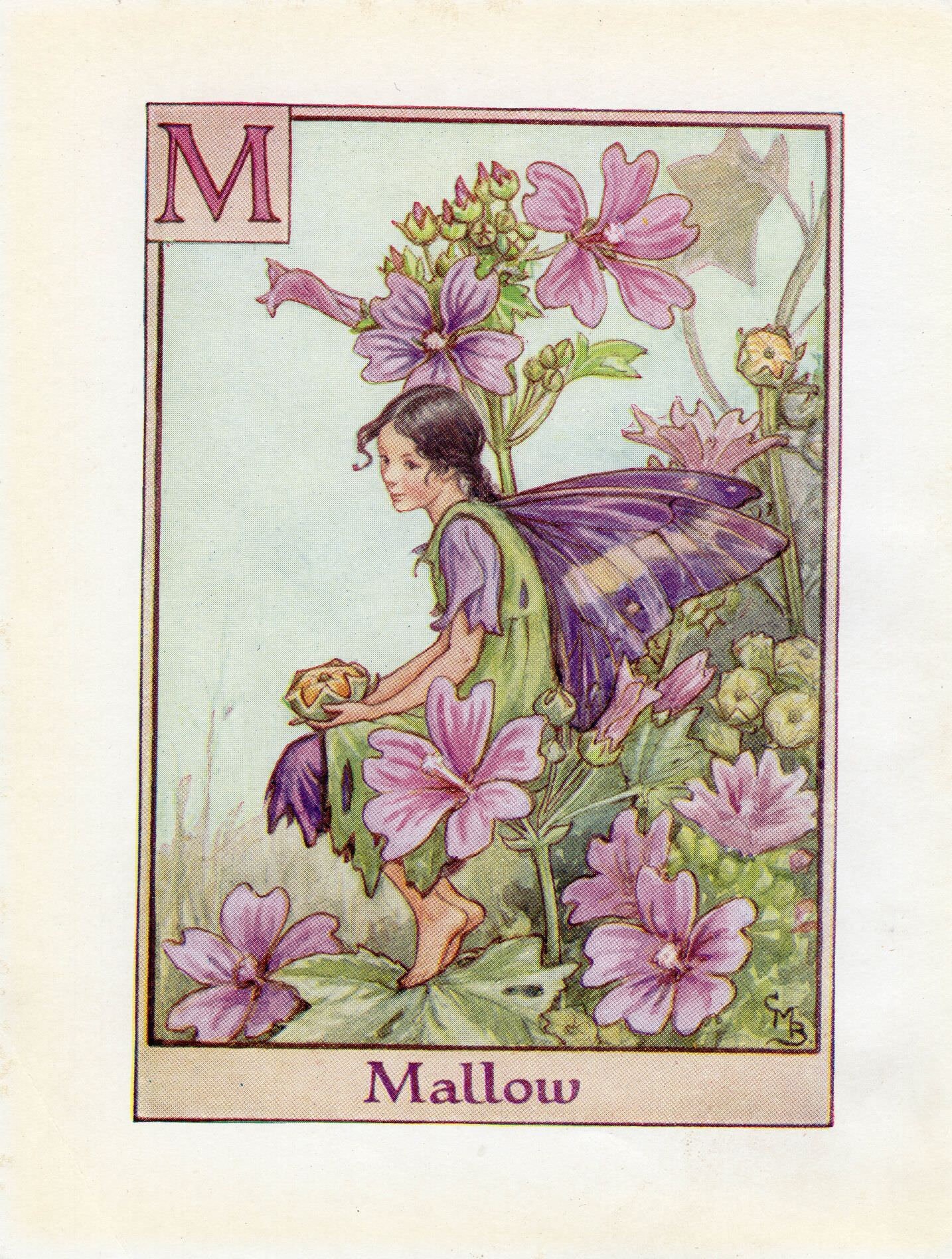 Mallow Flower Fairy Vintage Print c.1940 Cicely Mary Barker - Etsy ...