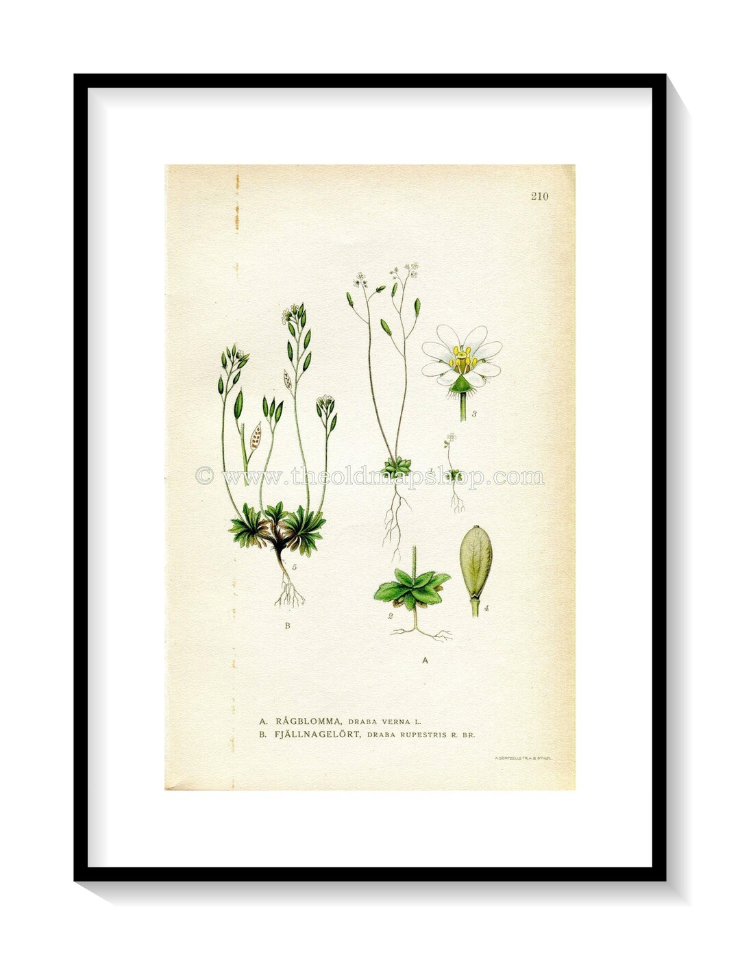 1922 Shadflower, Nailwort, Whitlowgrass, Rock Whitlow Grass Antique ...