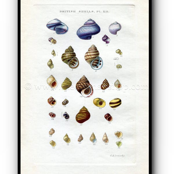 Shell Engraving - Etsy