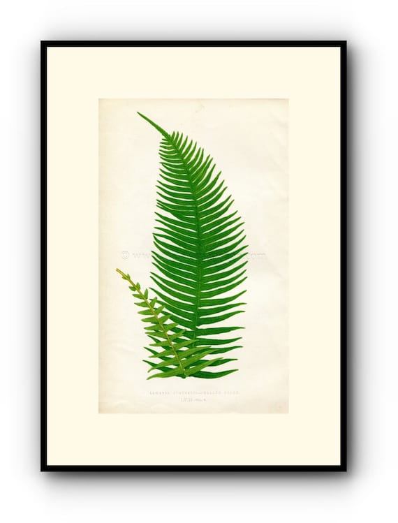 1859 Wood Block Engraving Edward Joseph Lowe Fern, Book Plate Antique ...
