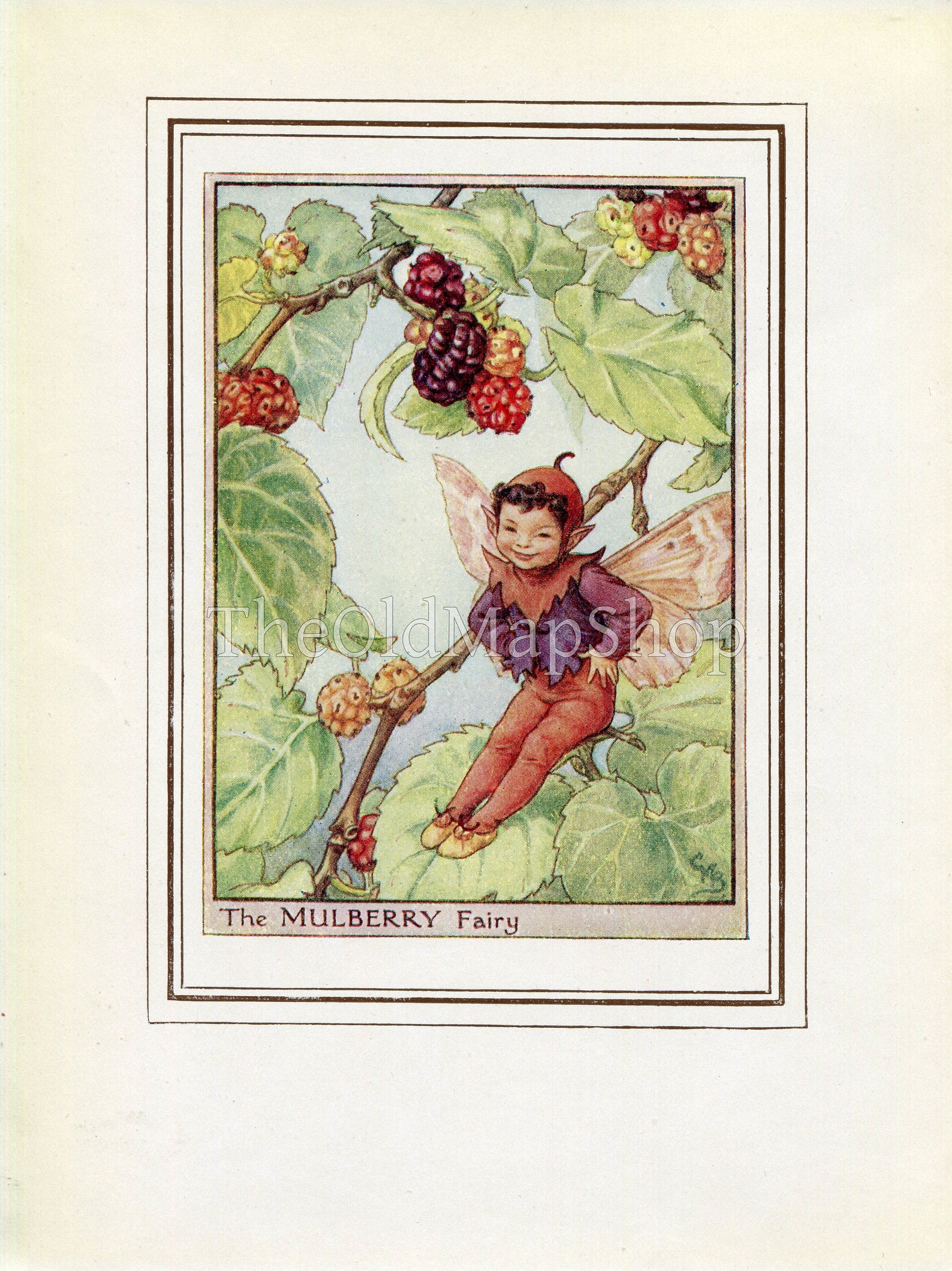 Mulberry Flower Fairy Vintage Print 1950s Cicely Mary Etsy