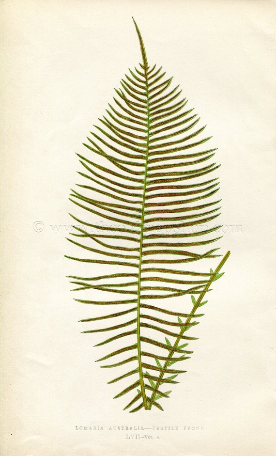 1859 Wood Block Engraving Edward Joseph Lowe Fern, Book Plate Antique ...