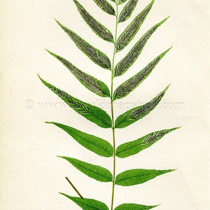 Edward Joseph Lowe Fern asplenium Lucidum Antique Botanical - Etsy