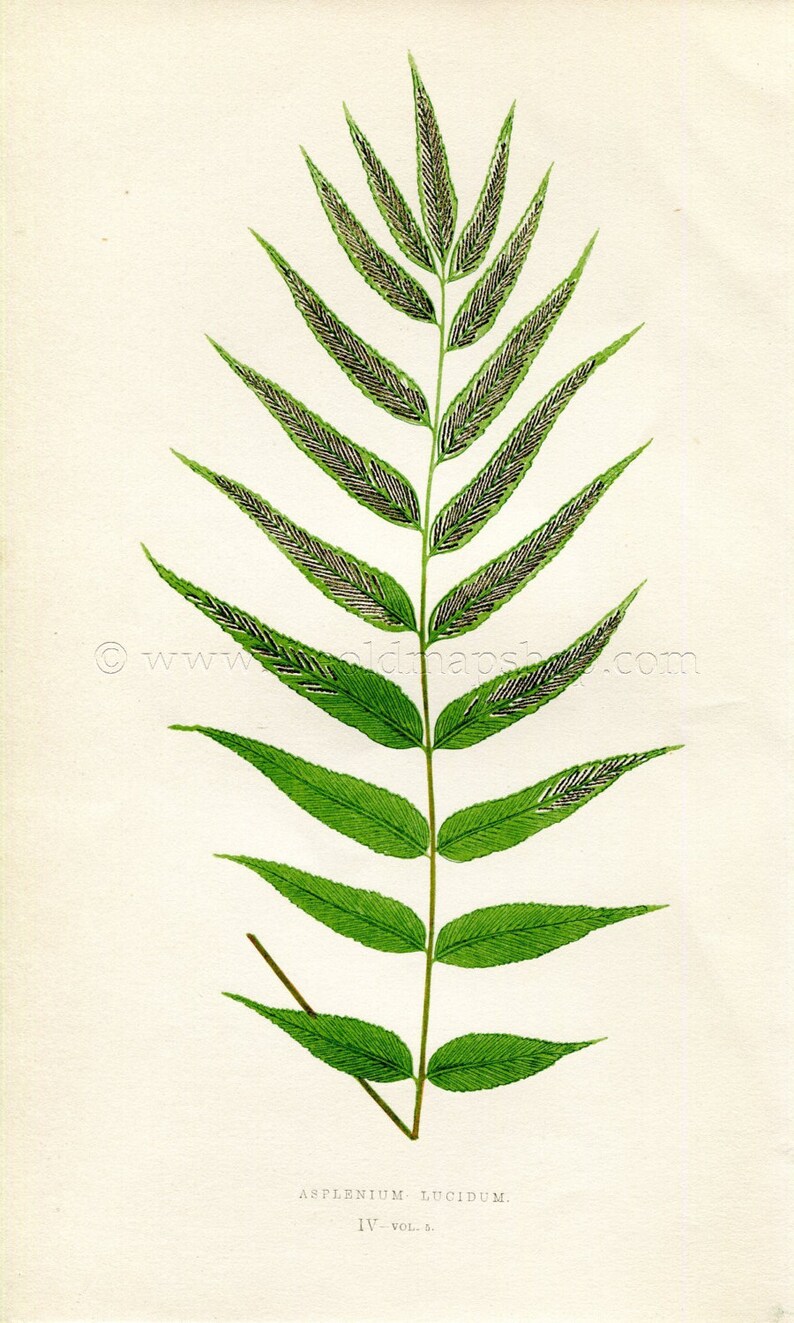 Edward Joseph Lowe Fern asplenium Lucidum Antique Botanical - Etsy