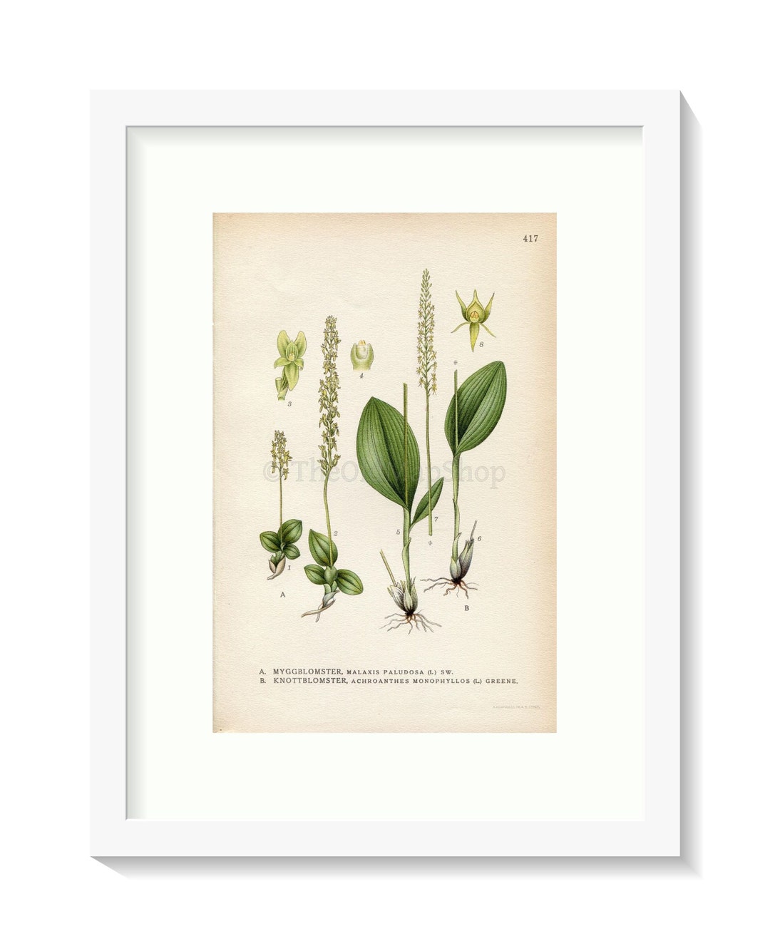 1922 Bog Orchid, Bog Adder's-mouth, Hammarbya malaxis Paludosa Vintage ...