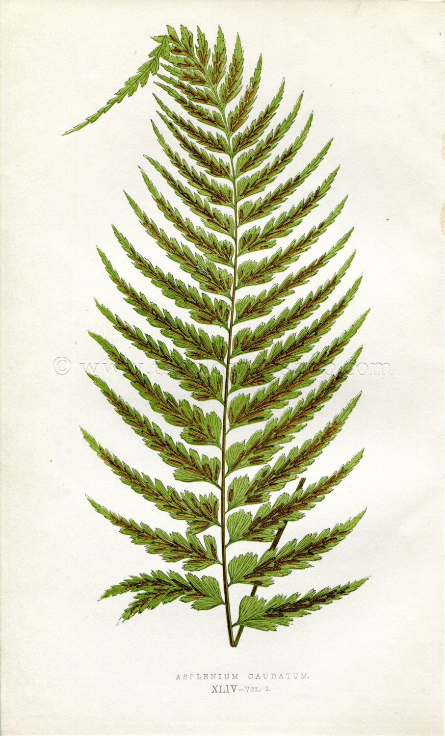 1858 1st edition Asplenium Caudatum Wood Block Engraving Edward Joseph ...