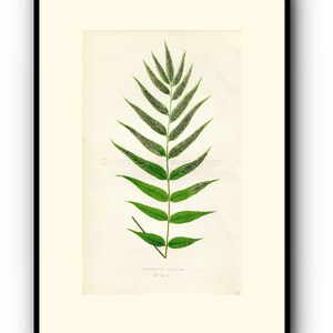 Edward Joseph Lowe Fern asplenium Lucidum Antique Botanical - Etsy